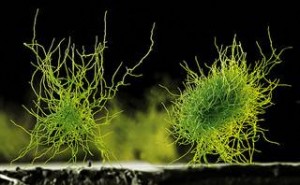 Common Symptoms of Digestive Enzyme Deficiency – NutritionGang.com